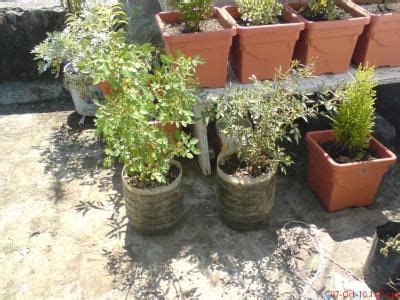 Tutorial Como Reproducir Rosales Por Esquejes Rosales Esquejes Plantas