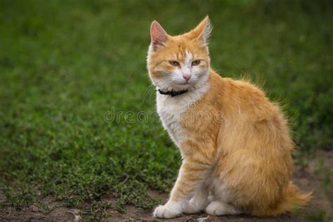Red Cat With Kind Green Eyes Portrait Cute Red Ginger Kitten Happy Adorable Cat Beautiful