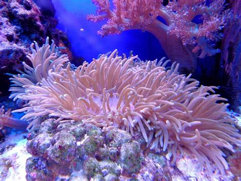 New Insight Into Coral Algae Symbiosis Aims To Help Reefs Recover From