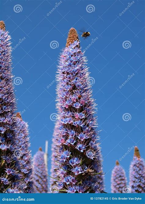 Abejas Que Polinizan Imagen De Archivo Imagen De Avispa 13782145