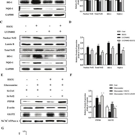 Egcg Alleviated Glucosamine Triggered Cellular Redox Status Unbalance