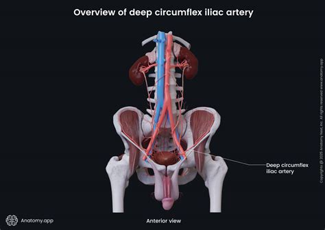 Overview Of Deep Circumflex Iliac Artery Male Anatomy App