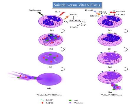 Netosis [autosaved] Pptx