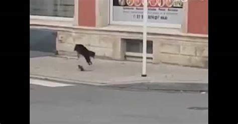 Ублюдок мать твою а ну иди сюда гамно собачье Пикабу