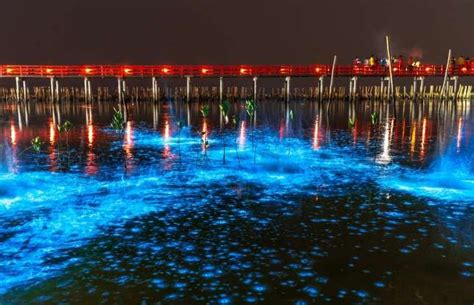 Bioluminescent Plankton Thailand Sugrit Jiranarakshutterstock