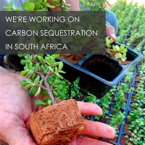 Hive Ecosystems Are Restoring The Thicket Ecosystem To Sequester Carbon