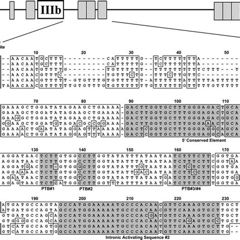Intronic Splicing Silencers Flank Exon Iiib A Schematic Of Exonic And