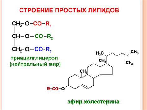 Обмен липидов 1 презентация онлайн