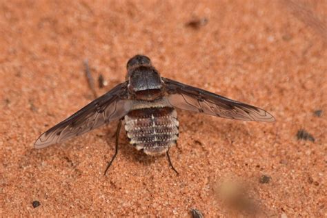 Oncodosia Patula From Pooginook Sa 5330 Australia On October 10 2021