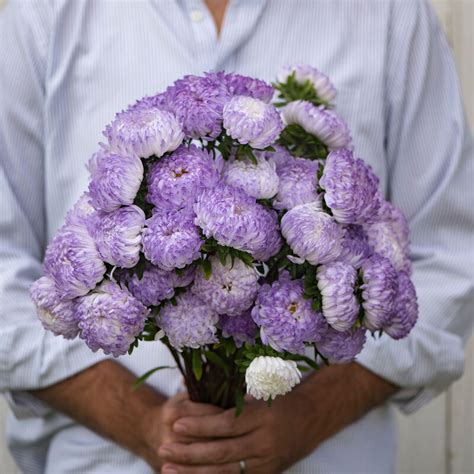Tower Silver China Aster Seed Johnnys Selected Seeds