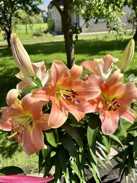 Photo Of The Bloom Of Lily Lilium Zelmira Posted By Raimisx Garden Org