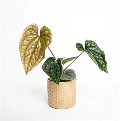 Anthurium Luxurians Nhà cung cấp - Bán buôn Anthurium Luxurians - PLANT FUN