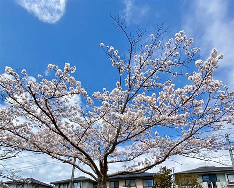 上の子の入学式 こたブロ