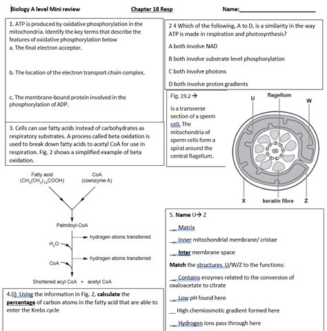 Mini Assessments Reviews Ocr A Biology Mid Unit Checkpoints Teaching