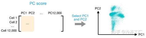 单细胞分析：pca和归一化理论（七） 知乎