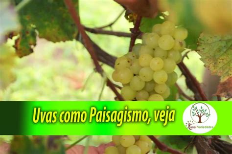 Uva Como Paisagismo Veja Parreira Enxertos Em Volta De Arvore Qualidade De Vida
