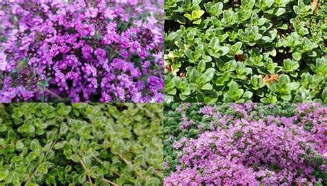Creeping Thyme Lawn Pros And Cons Growing Tips Designing 45 Off