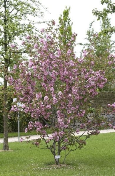 Zierapfel 'Brandy Magic' | TERRA-Pflanzenhandel