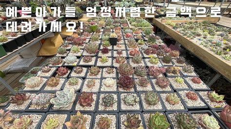 예쁜 아가들 저렴한 금액에 드려요 일요일에 뵈용 ️ Youtube
