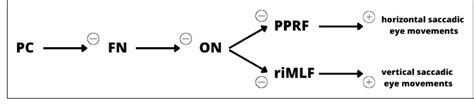 Figure 1 From Drug And Toxin Induced Opsoclonus A Systematized Review Including A Case