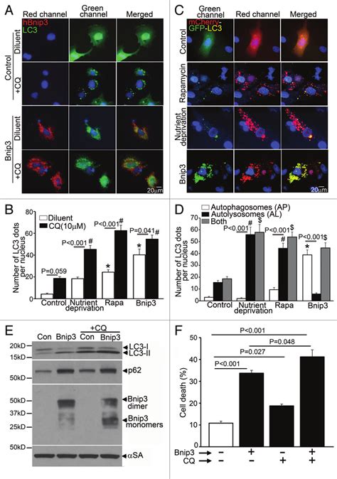 Bnip3 Induces Autophagosome Accumulation In Nrcms A Representative
