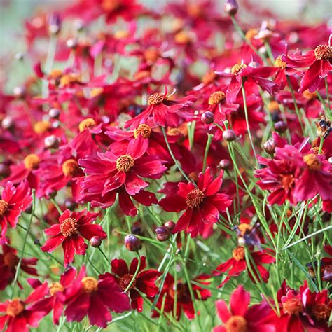 Coreopsis Verticillata Limerock Ruby