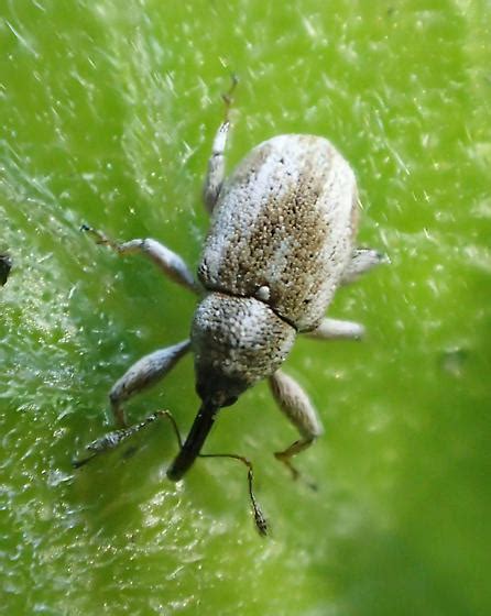 Anthonomus Ornatulus Anthonomus Ornatulus Bugguide Net