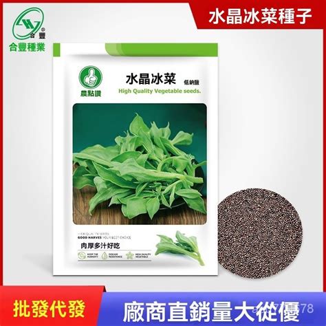 1獨立裝水晶冰菜種子2000粒 冰菜種籽冰草野菜田園盆栽蔬菜種孑廠家批發 蝦皮購物