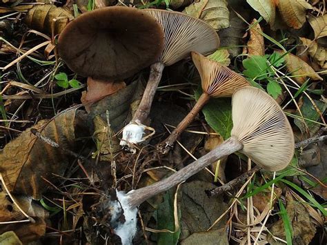 Bio Forum Pl Pseudoclitocybe