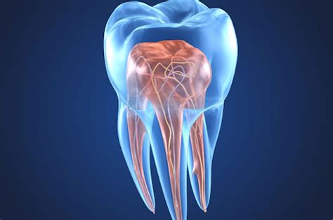 What Will Happen During A Root Canal Therapy Session Jghappinesstest