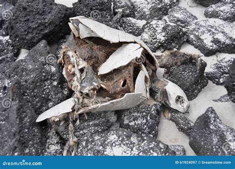 Dead Turtle Stock Image Image Of Tortoise Sand Dead 61924097