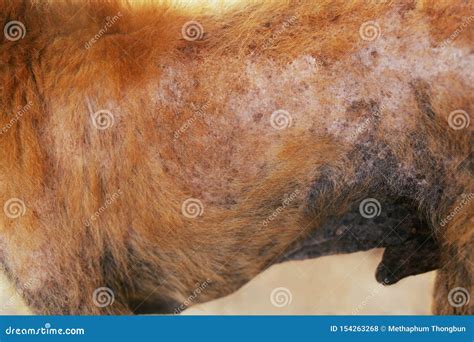 La Malattia Sul Cane Randagio Sporco Si Ammala La Dermatite Della Pelle