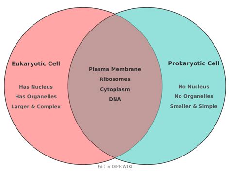 Differences Between Eukaryotic Cell And Prokaryotic Cell Diffwiki