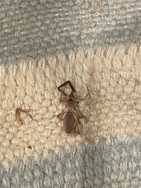 Texas Bug R Whatsthisbug