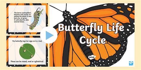 Life Cycle Of A Butterfly PowerPoint Twinkl Twinkl