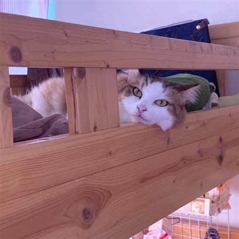 ひのき猫さんのインスタグラム写真 ひのき猫instagram「今日は一人です。。。」11月26日 10時01分 Hinoki
