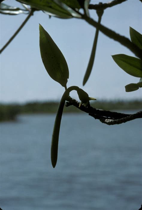 Rhizophora Apiculata Blume Mangrove World Flora Pl Ntnet Identify
