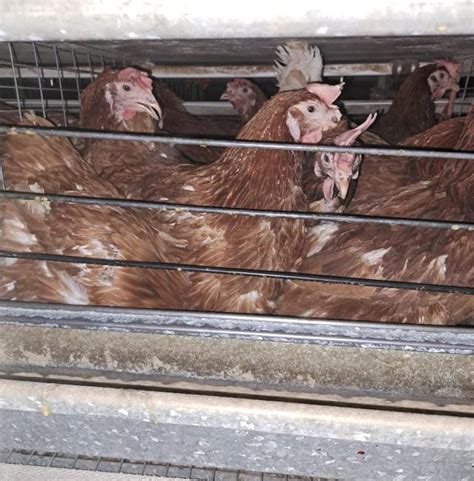Кур несушек купить в Биробиджане цена 700 руб дата размещения 20 03 2024 Птицы