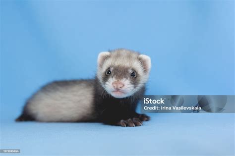 파란색 배경에 아기 페렛 페럿에 대한 스톡 사진 및 기타 이미지 페럿 0명 가축 Istock