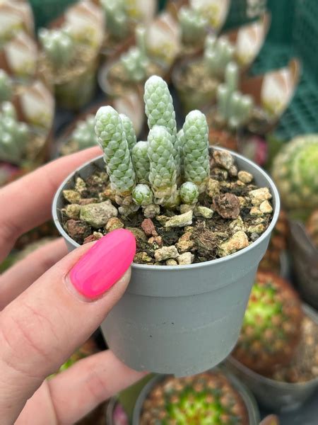 Avonia Papyracea Succulents Avonia Caudex Avonia Kaktusy