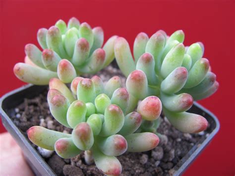 Товары — Страница 21 из 1708 — Cactus-shop