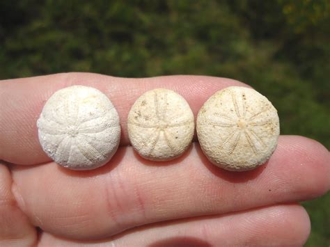 Three Nice Eocene Echinoids Recently Sold Fossils Prehistoric Florida