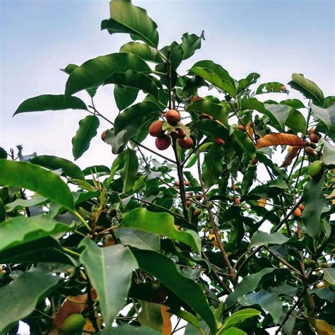 Maulsari Tree Nature Nursery Central Indias Biggest Nursery In Indore