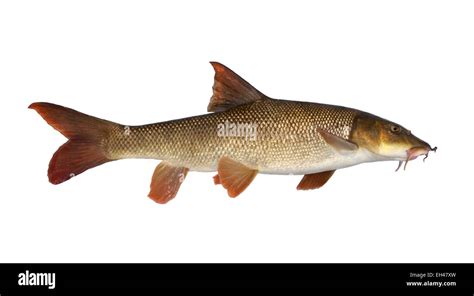 Barbel - Barbus barbus Stock Photo, Royalty Free Image: 79384673 - Alamy