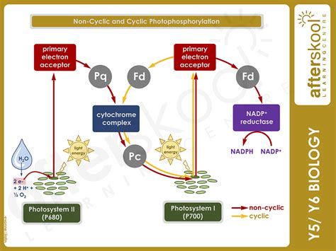 Hl Biology 101 Non Cyclic And Cyclic Photophosphorylation Summary