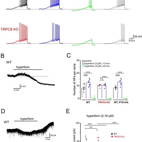 Identification Of The Hyperforin Binding Site At TRPC6 Channels A The