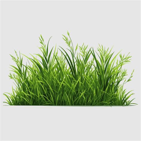Premium Vector Grass Vector For Your Design
