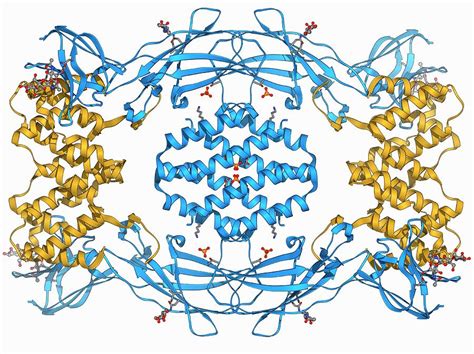 Interferon Antagonism By Viral Protein Photograph By Laguna Design