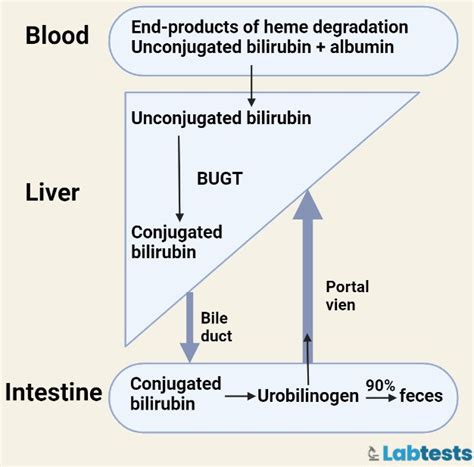 Blood Serum Bilirubin And Urine Bilirubin Tests Normal Range And Result Interpretation