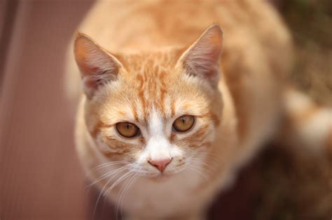 고양이 역사 사람과 함께하기까지의 과정 비마이펫 라이프